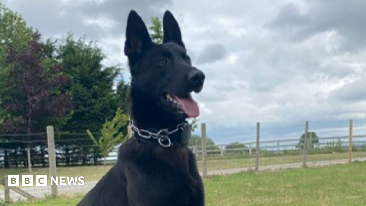 Police dog Enzo brings Selby dangerous driver to a halt - BBC News