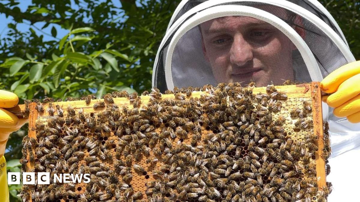 Student beekeeper finds 'bee paradise' in the heart of Oxford - BBC News