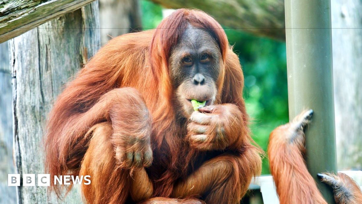 Sydney Zoo: Does the world still need big zoos? - BBC News