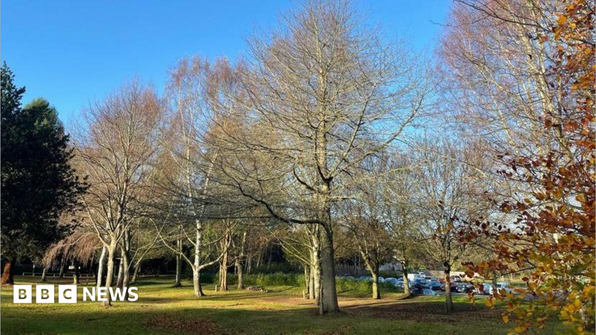 Leicestershire tree-planting project passes halfway point - BBC News