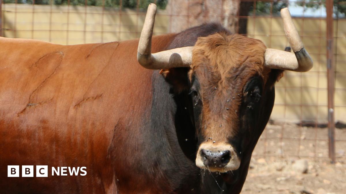 Surviving the bullring for a comfy retirement - BBC News
