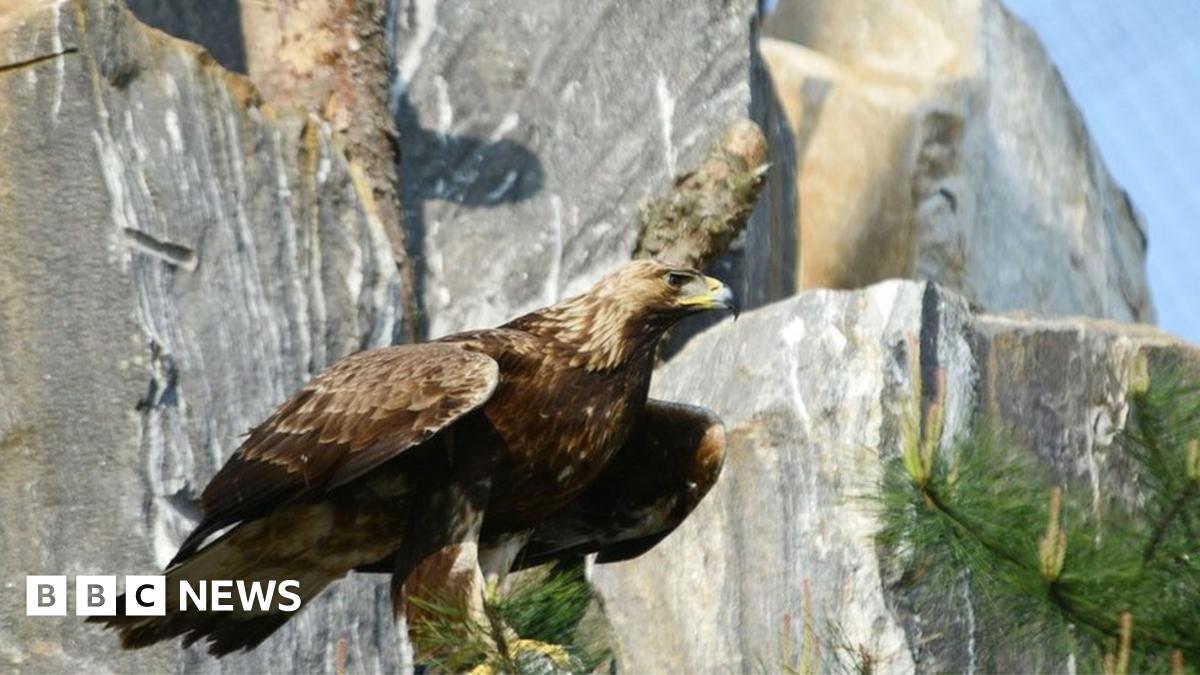 The Koreas' DMZ: Once a bloodshed scene, now a wildlife sanctuary - BBC News