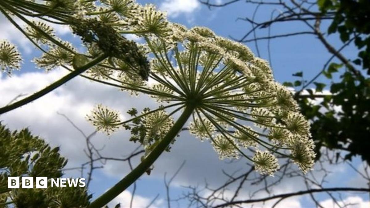 Who, What, Why: How common is Giant Hogweed? - BBC News