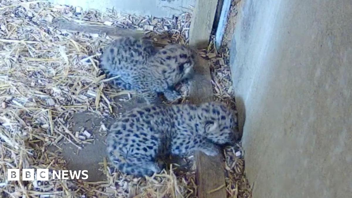 Rare leopard cubs born at Yorkshire Wildlife Park - BBC News