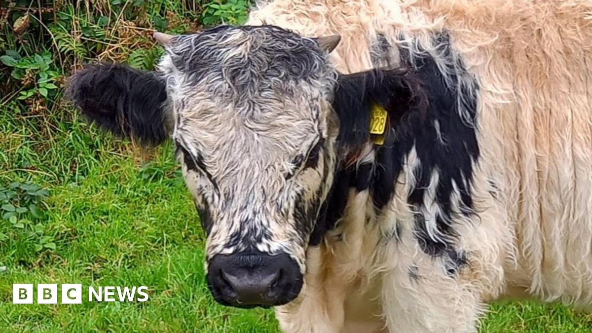 Farming: Ancient Welsh cattle breed at risk of dying out - BBC News