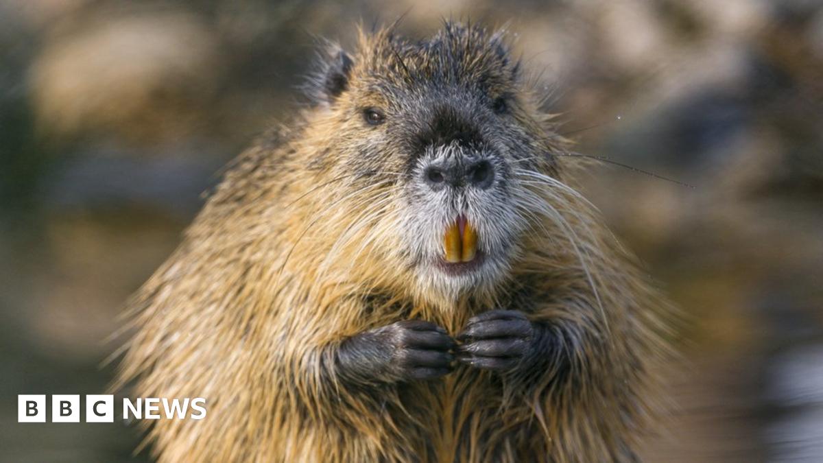 The invasive species causing concern across Ireland - BBC News