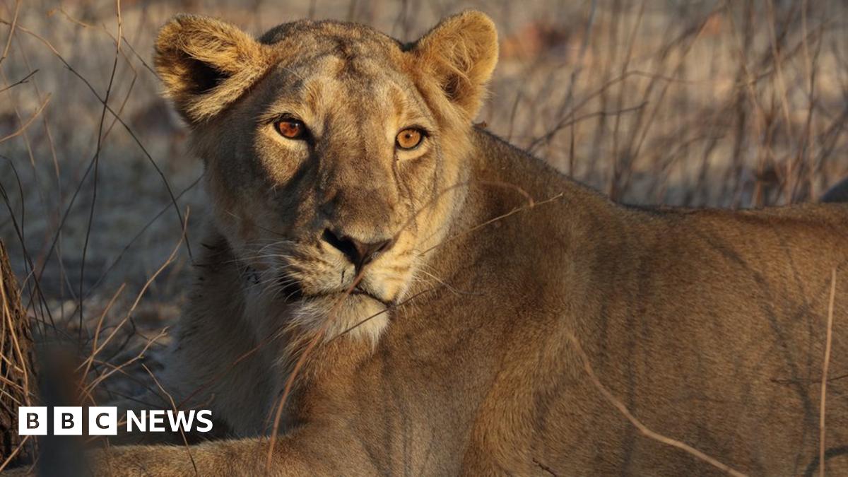 West Bengal: Indian zoo asked to change lions’ 'blasphemous' names ...