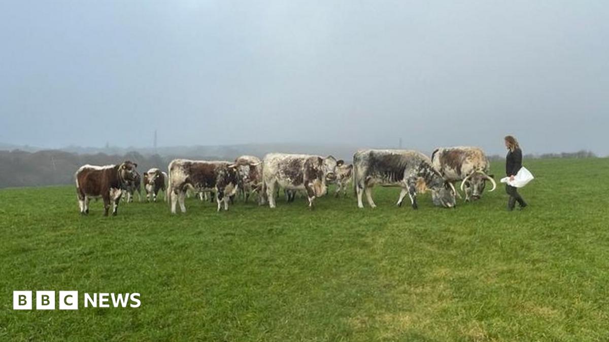 Pigs joined by cattle in Cornwall moor rewilding scheme - BBC News