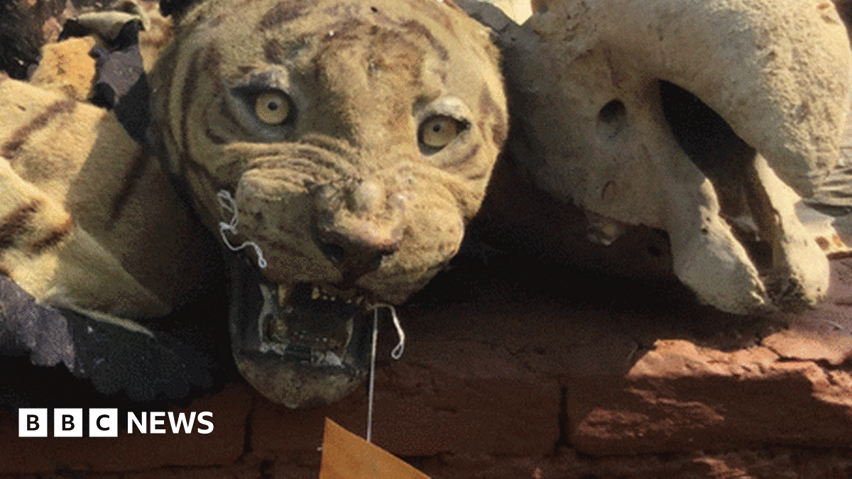Stockpiles of dead tiger and rhino body parts go up in smoke in Nepal ...