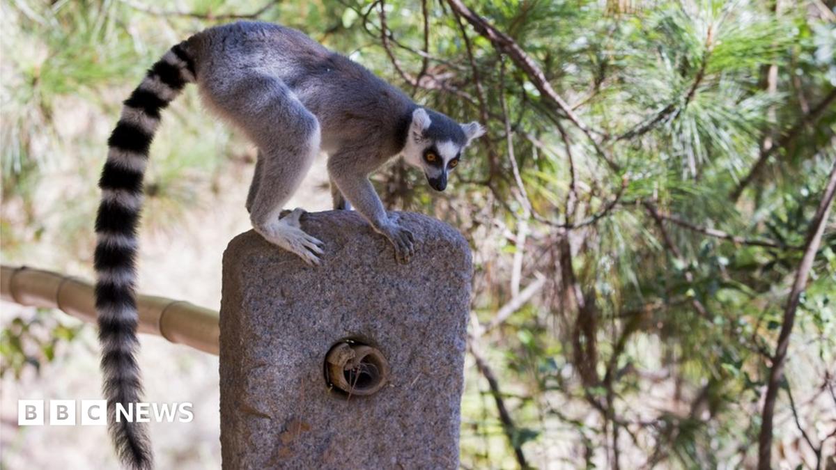 New perspective on how lemurs got to Madagascar - BBC News