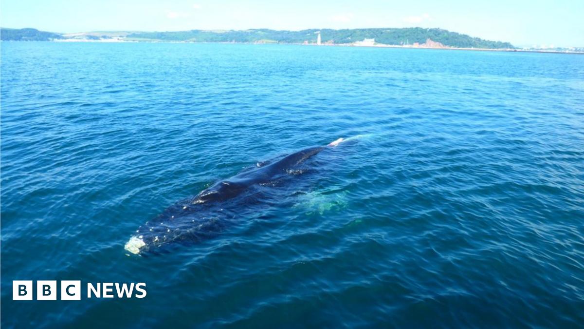 Plymouth whale: Fears for 'emaciated' humpback - BBC News