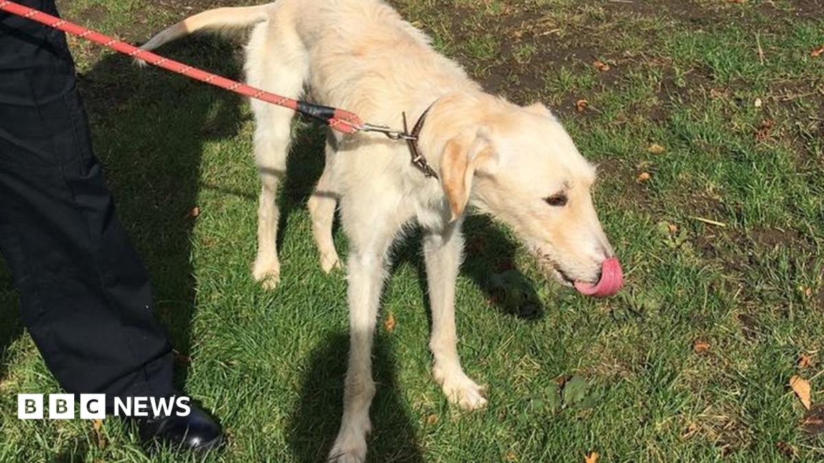 Lincolnshire hare coursing: Seized dogs to be rehomed - BBC News