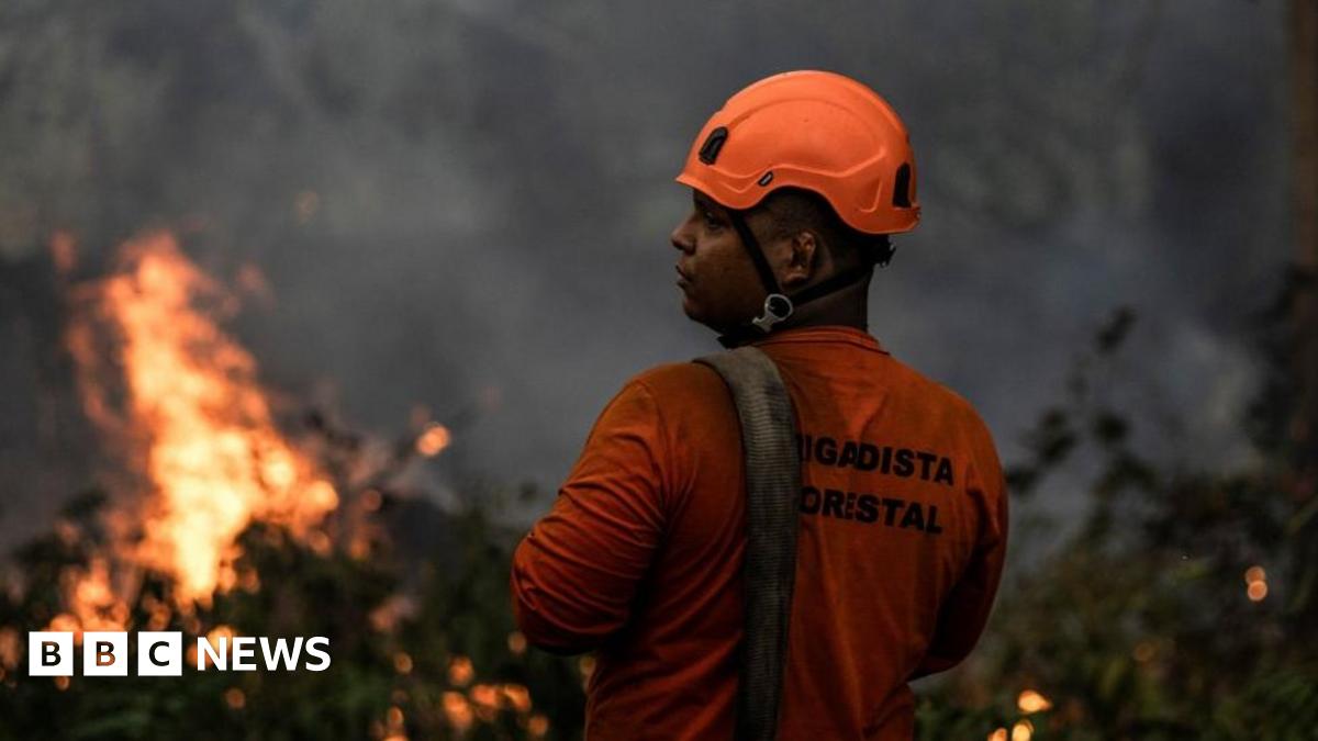 Amazon rainforest: Deforestation rate continues to fall - BBC News