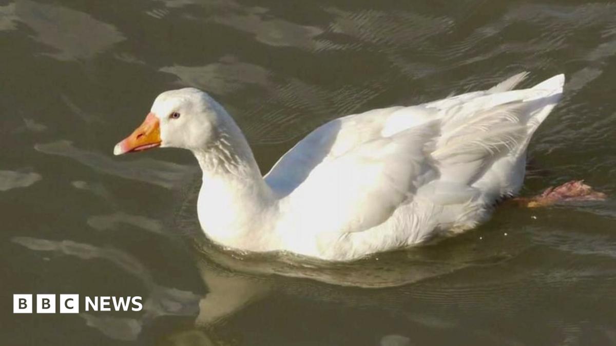 Watchet's missing goose Derek to get statue - BBC News