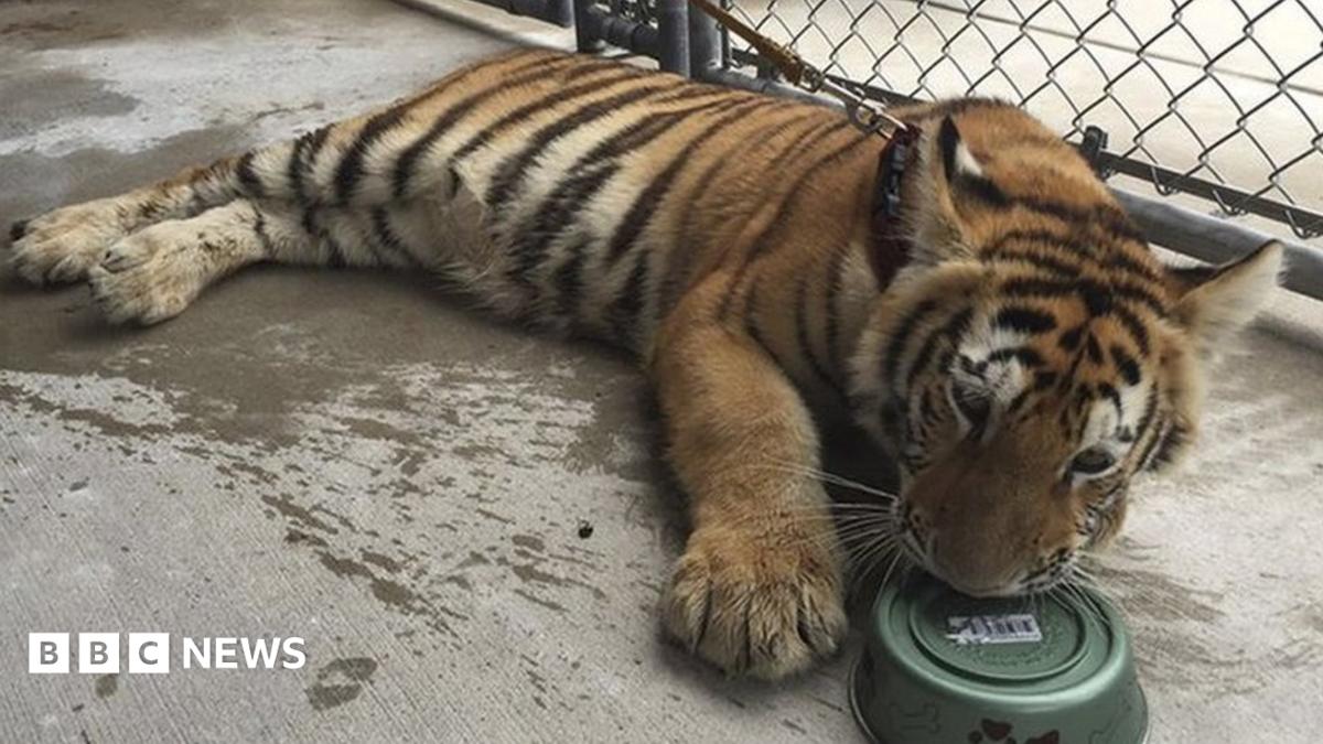 Young tiger found roaming Texas town - BBC News