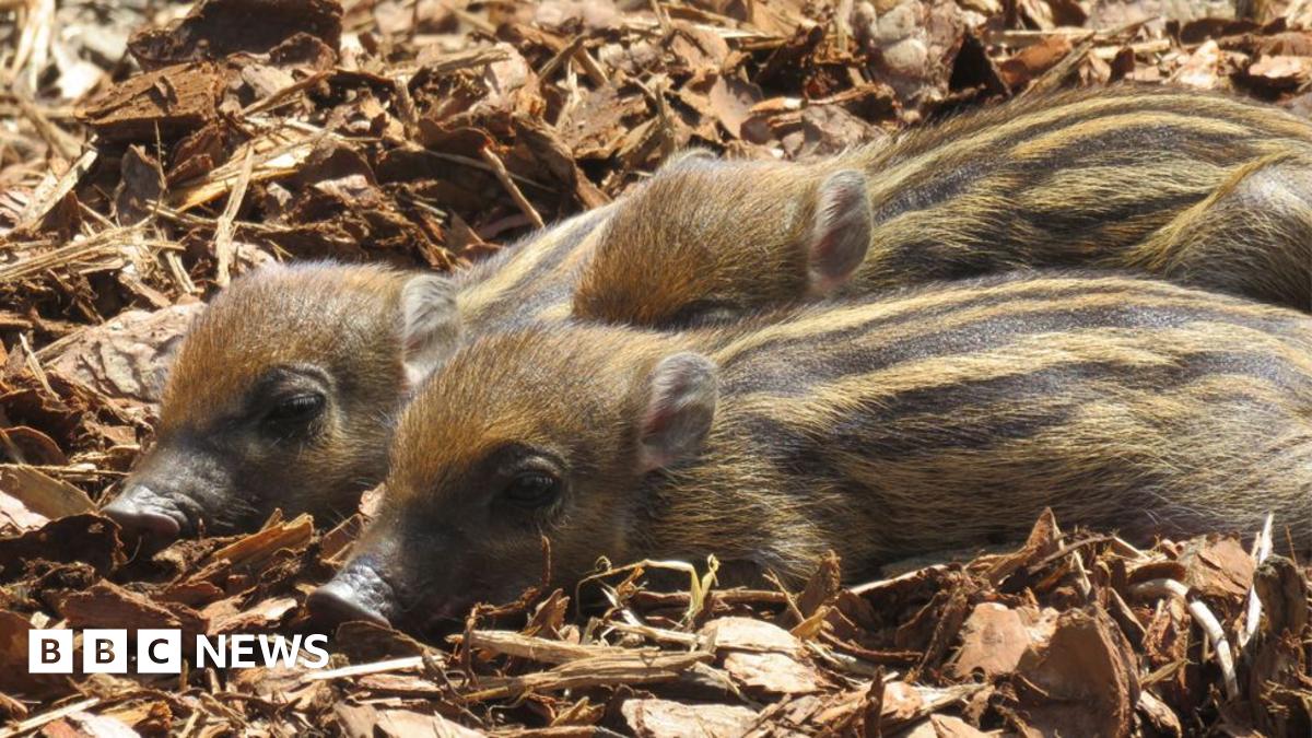 Rare and endangered piglets born at Whipsnade Zoo - BBC News