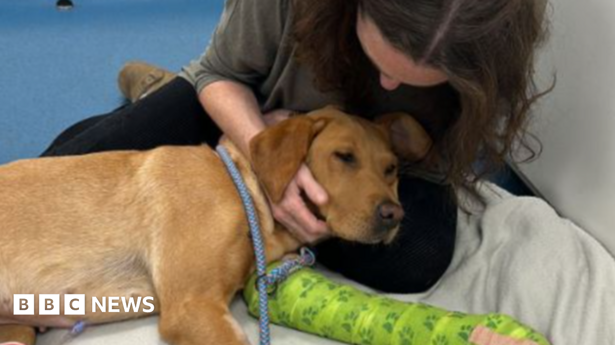 Dog survives 50ft Kiplingcotes railway bridge fall - BBC News