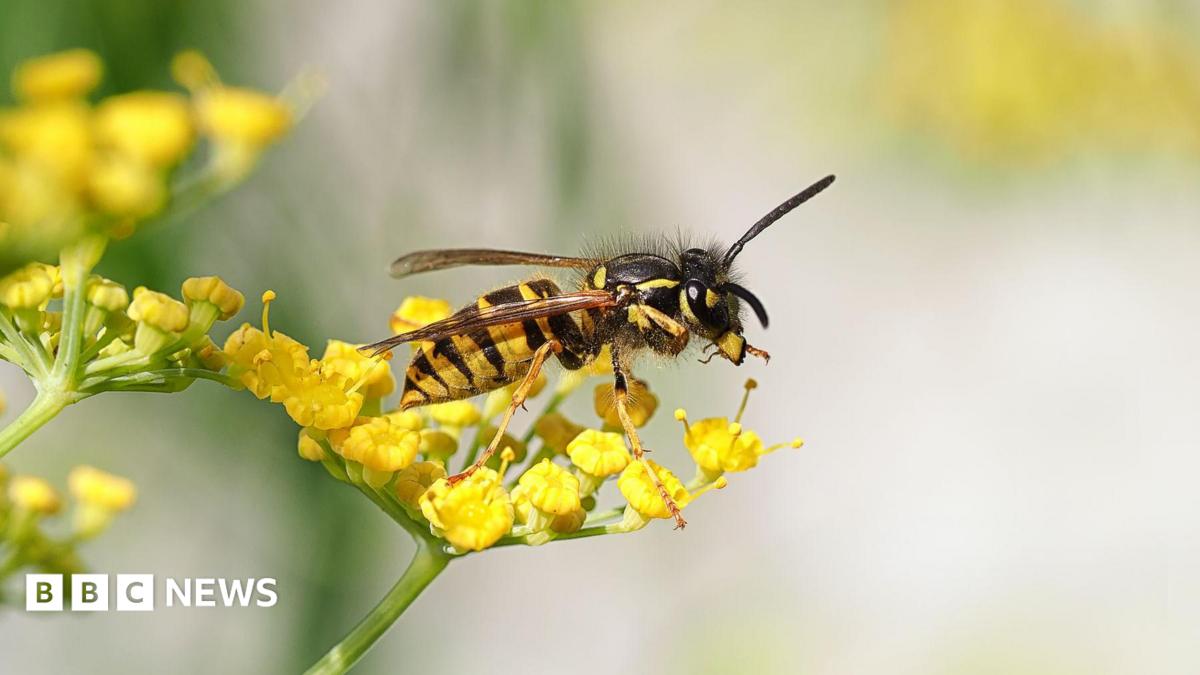 UK wasp decline: Call for 'citizen scientists' to get involved - BBC News