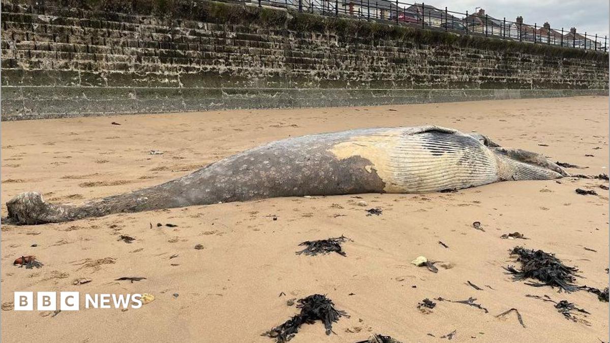 Whale too decomposed to be moved by experts from Hartlepool beach - BBC ...