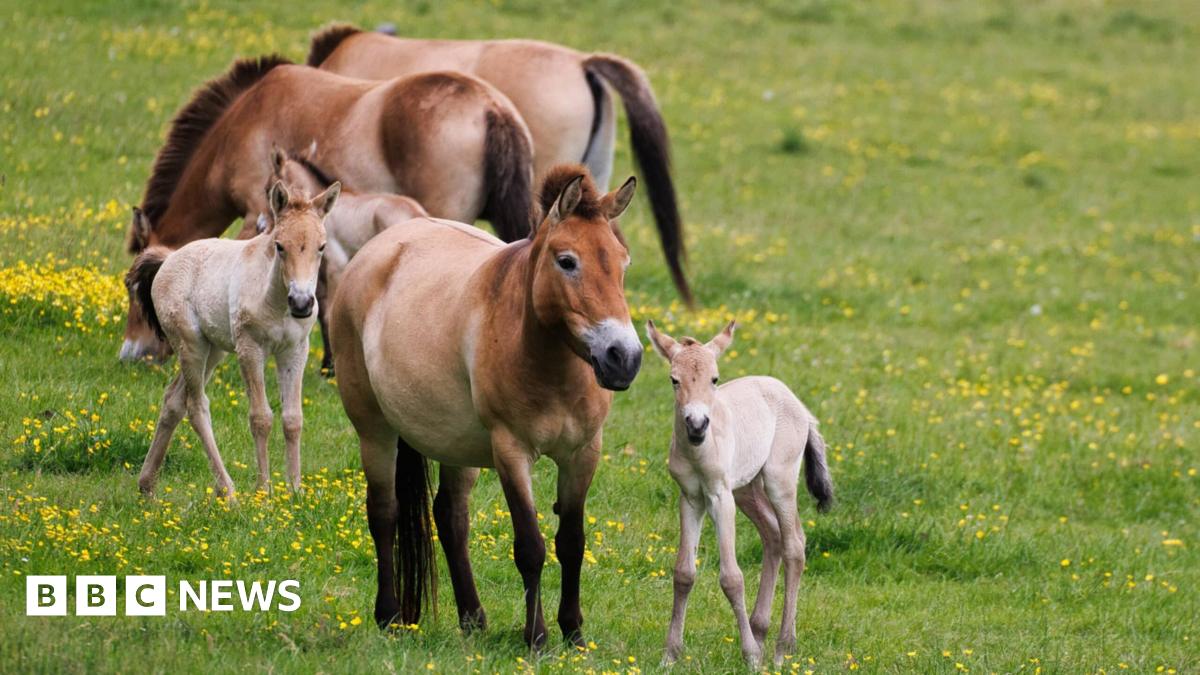 Hampshire's Marwell Zoo welcomes birth of Przewalski horse foals - BBC News