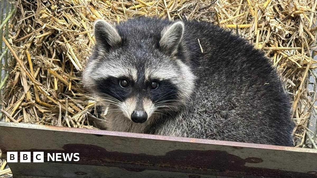 Isle of Wight: Final of four runaway raccoons returned to zoo - BBC News