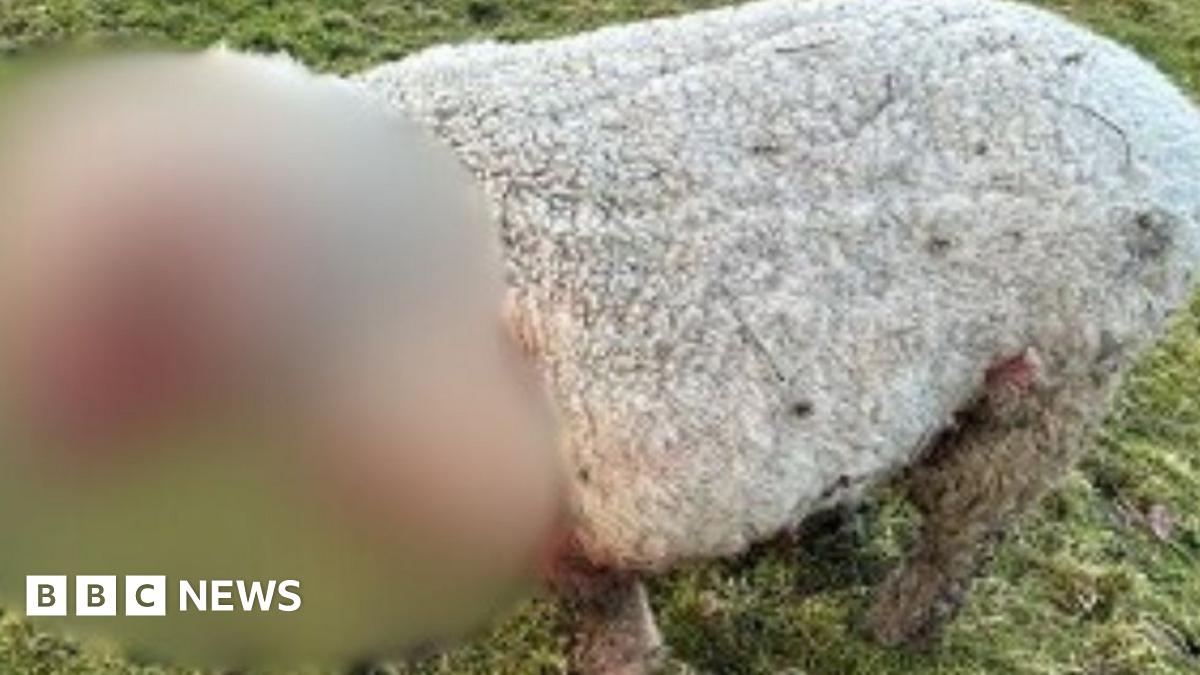 Appeal after pet sheep dies after attack in Wentworth, Rotherham - BBC News