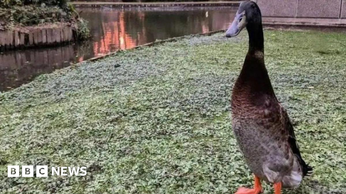 Statue of University of York celebrity duck Long Boi damaged - BBC News