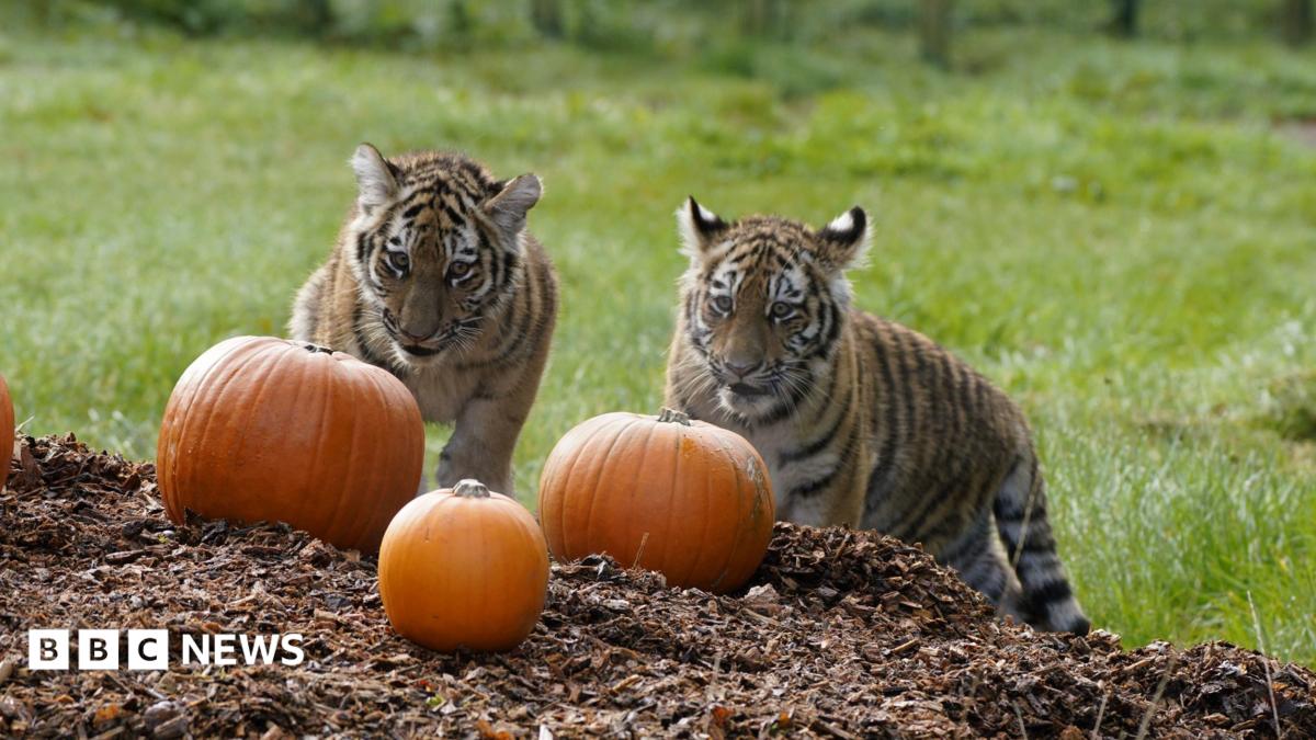 Rare tiger cubs investigate Halloween pumpkins - BBC News