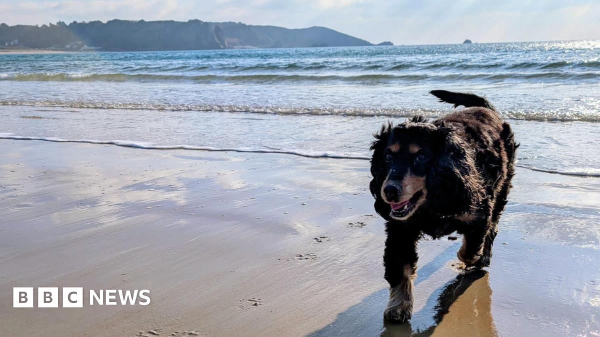 Lessons helping Jersey pupils understand and respect dogs - BBC News