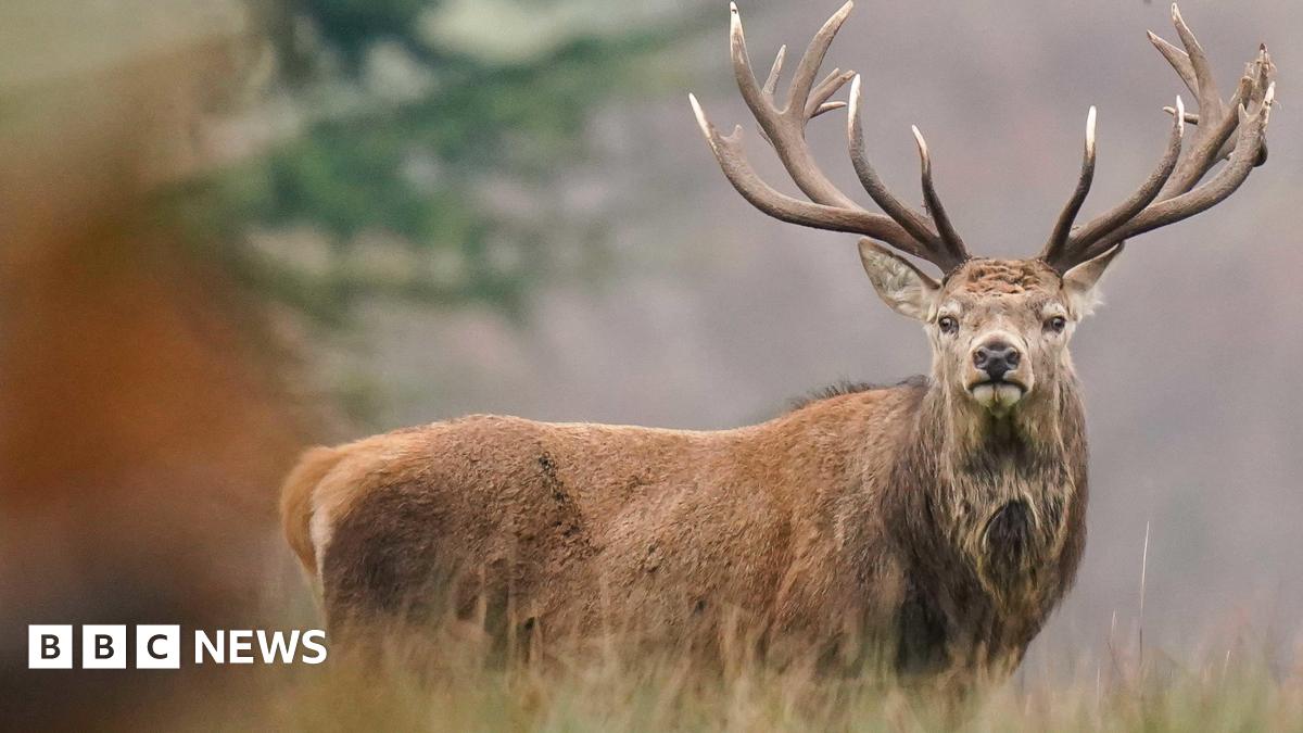 Deer cause 'high levels of damage' to Norfolk Broads - report - BBC News