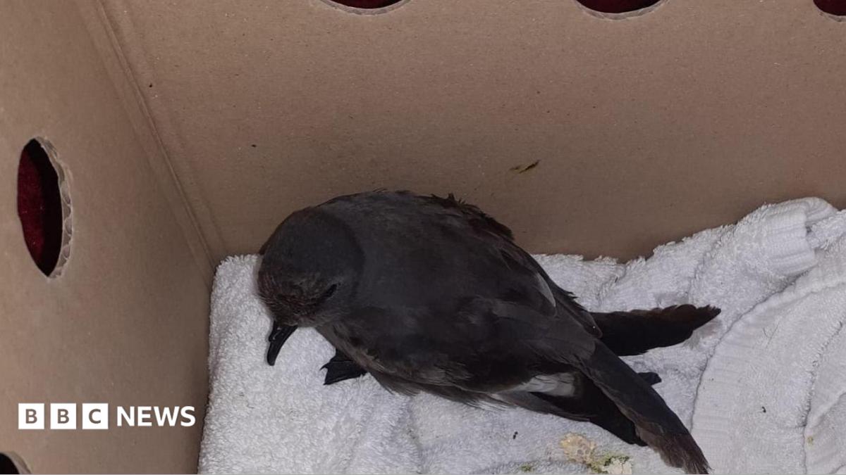 Storm petrels blown hundreds of miles to Jersey - BBC News