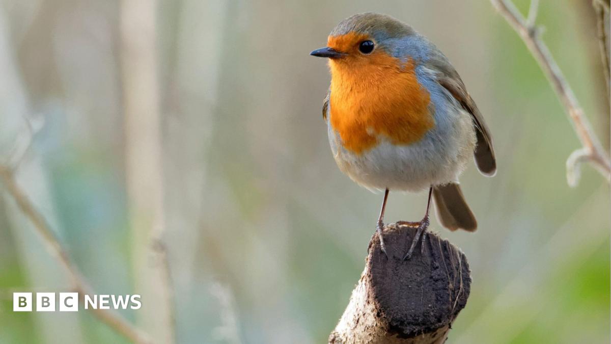 Robin found dead in illegal glue trap in Fort William - BBC News