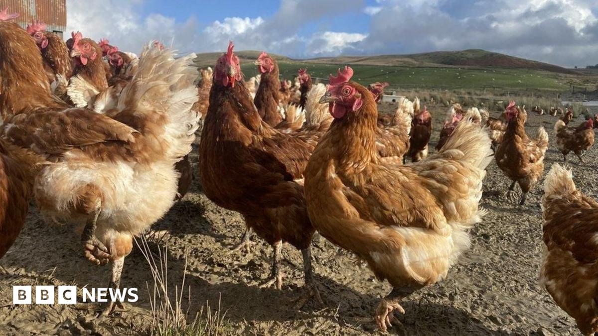 Bird flu cases confirmed in Pembrokeshire and Wrexham - BBC News