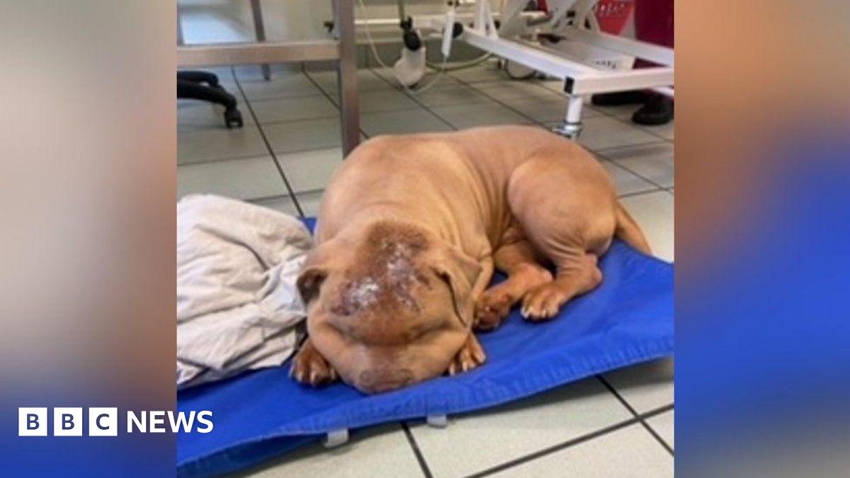 Birmingham man attacked puppy until it had to be put down - BBC News