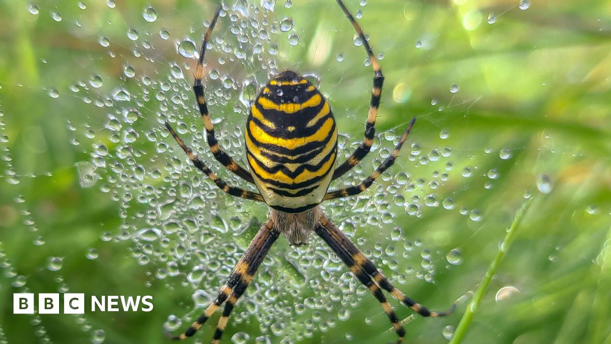 Climate change warning as insects migrate north - BBC News
