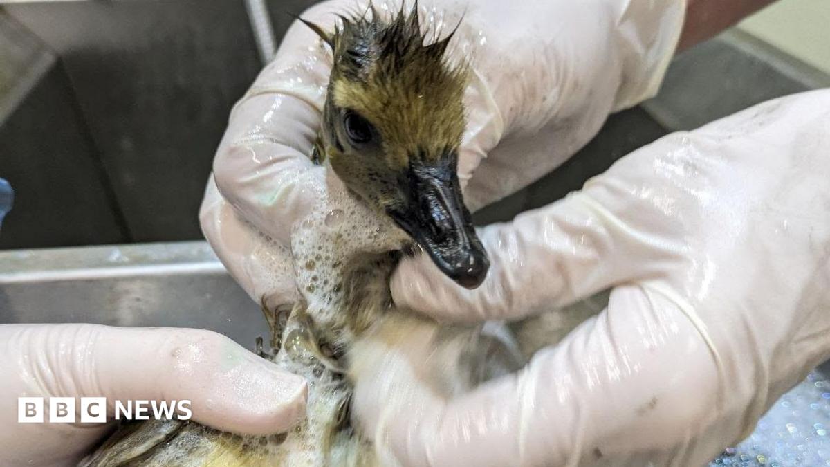 Bird rescue continues at Nuneaton lake after oil spill - BBC News