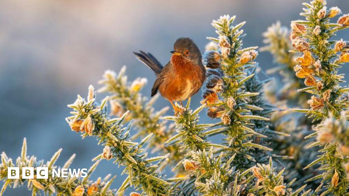 RSPB Arne nature reserve celebrates 60th anniversary - BBC News