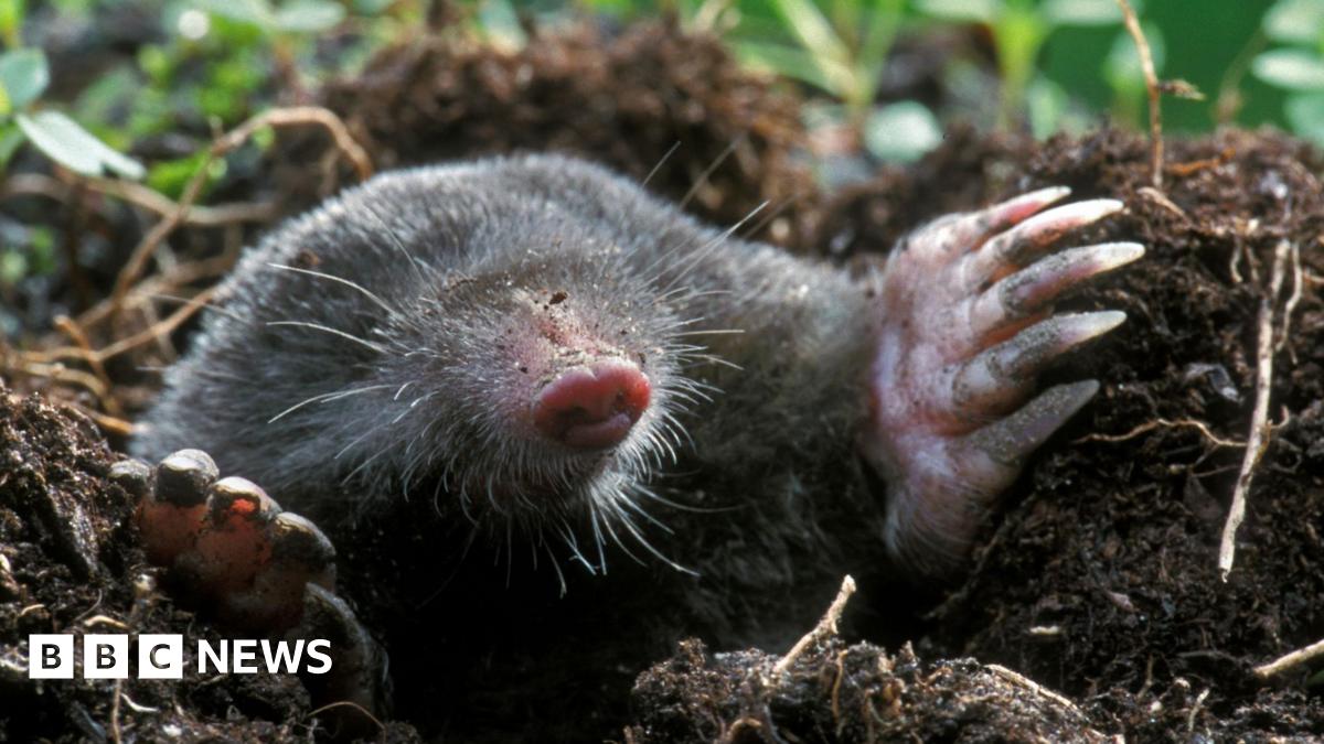 Are there more molehills than usual this winter? - BBC News