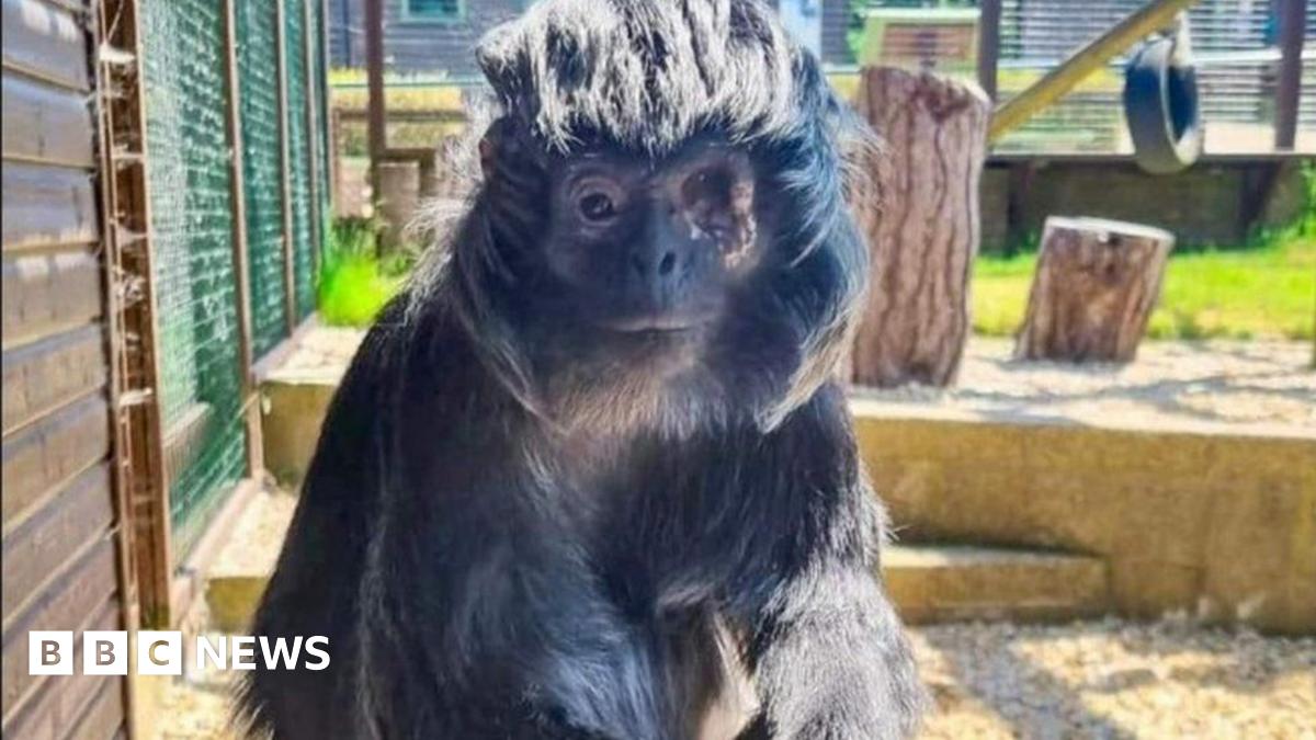 Newport: One-eyed monkey thought to be oldest of her species - BBC News