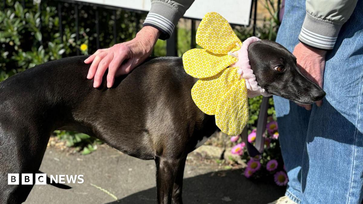 Dogs accompany North East and Cumbria voters to the polls - BBC News