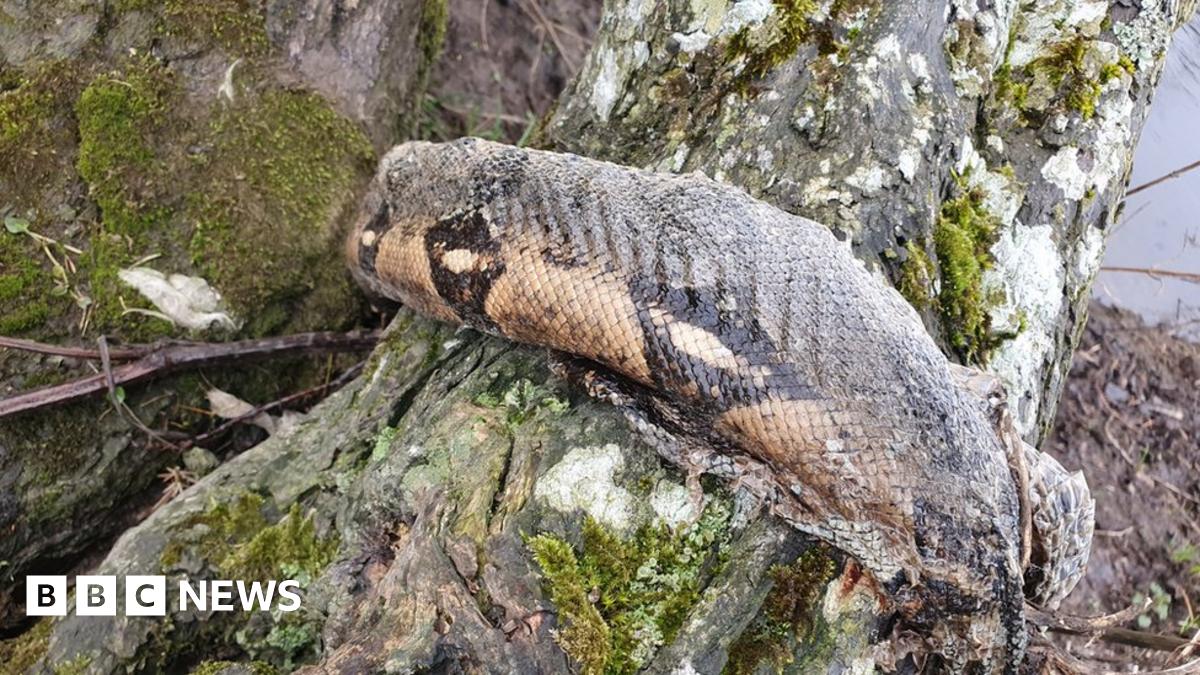Dead 6ft snake by River Dee baffles conservation workers - BBC News