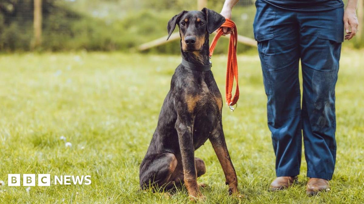 Stretton: Abandoned Doberman puppy gets loving new home - BBC News