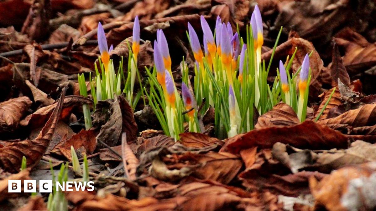 Spring: How do you know when it has sprung? - BBC News