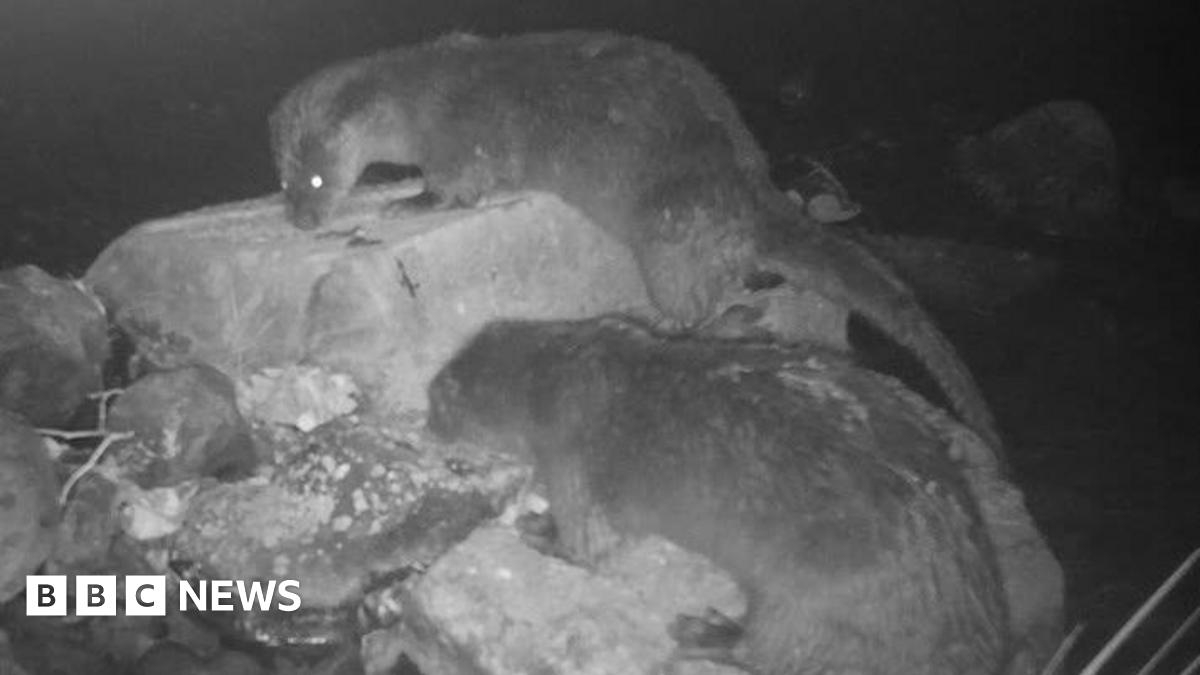 River Deerness otters 'sign of a resilient ecosystem' - BBC News