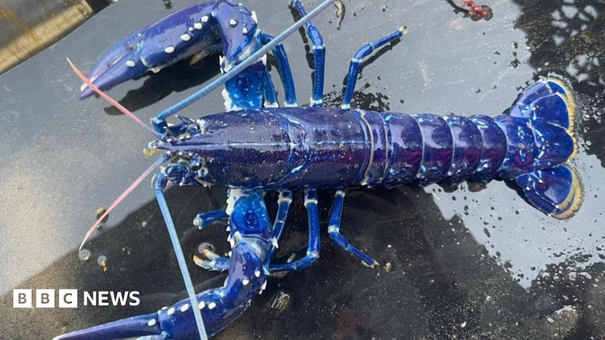 Blue lobster: Belfast Lough fisherman lands rare crustacean - BBC News