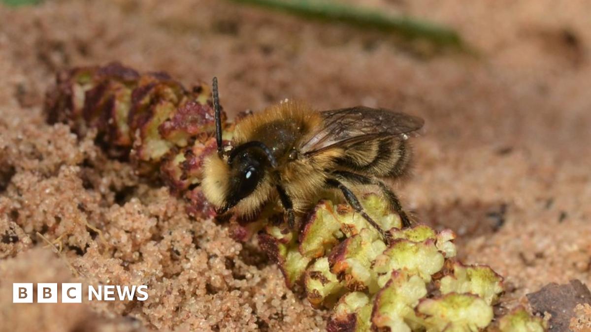 Rare species of bee spotted at Ryton Pools Country Park - BBC News