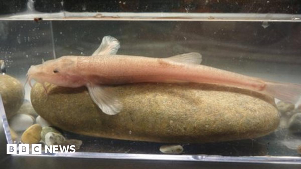'Surprise' discovery of Europe's first cave-dwelling fish - BBC News