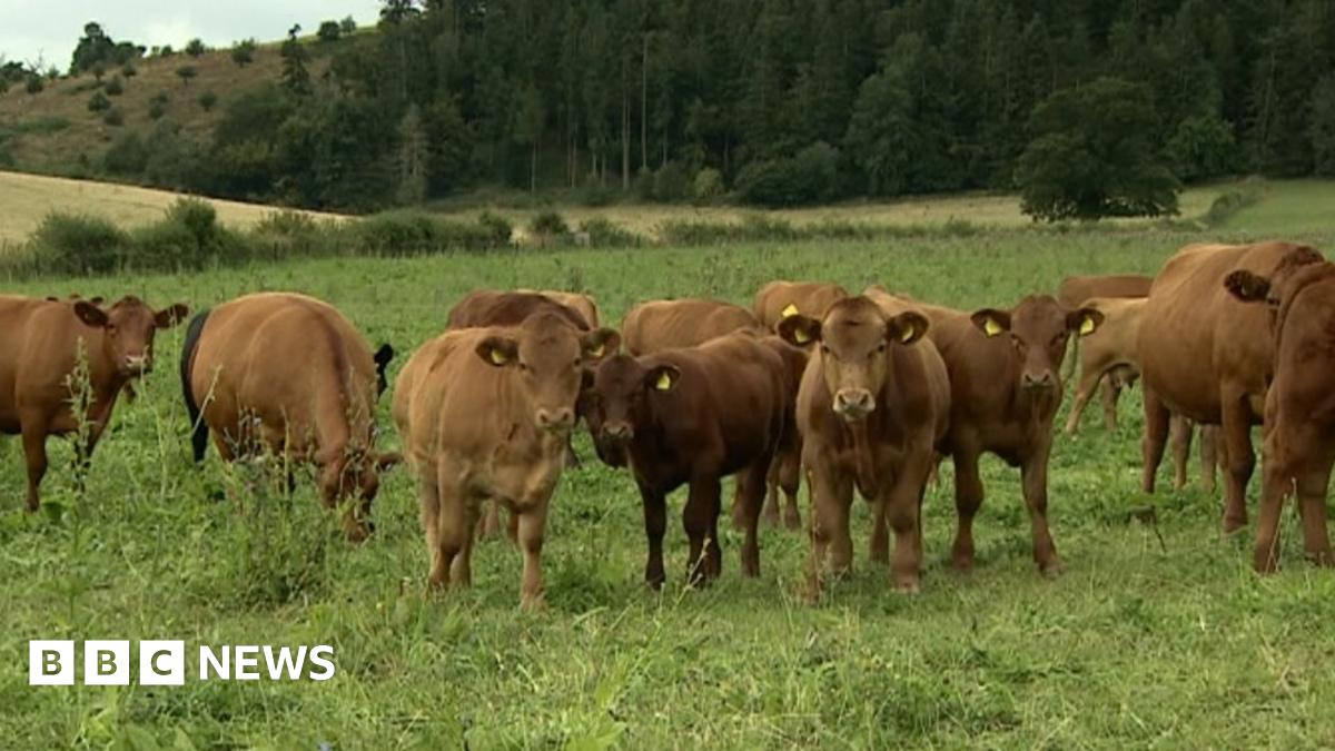 Eat less meat to save the planet from climate change? - BBC News