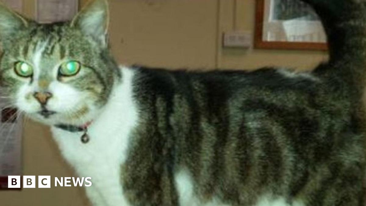 Tewkesbury Town council cat eviction decision deferred - BBC News