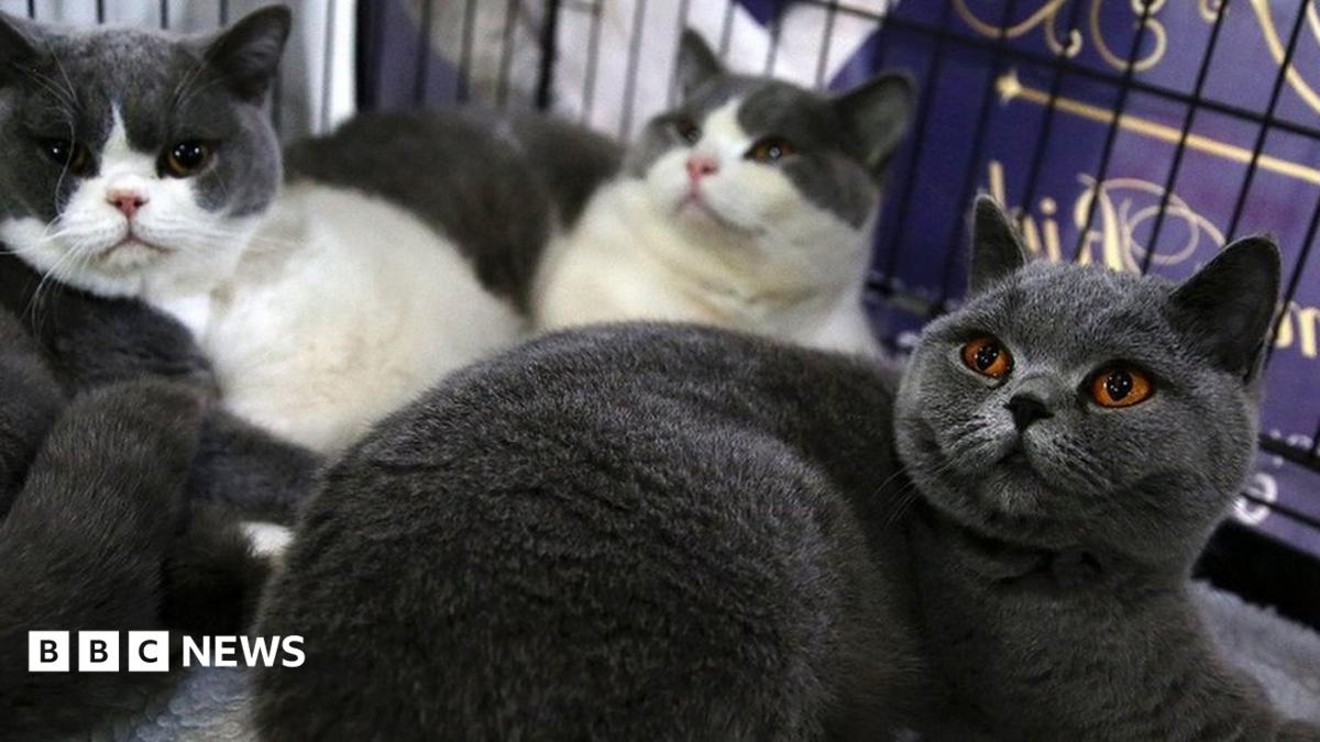 MP Sir Christopher Chope tries to block cat abduction offence - BBC News